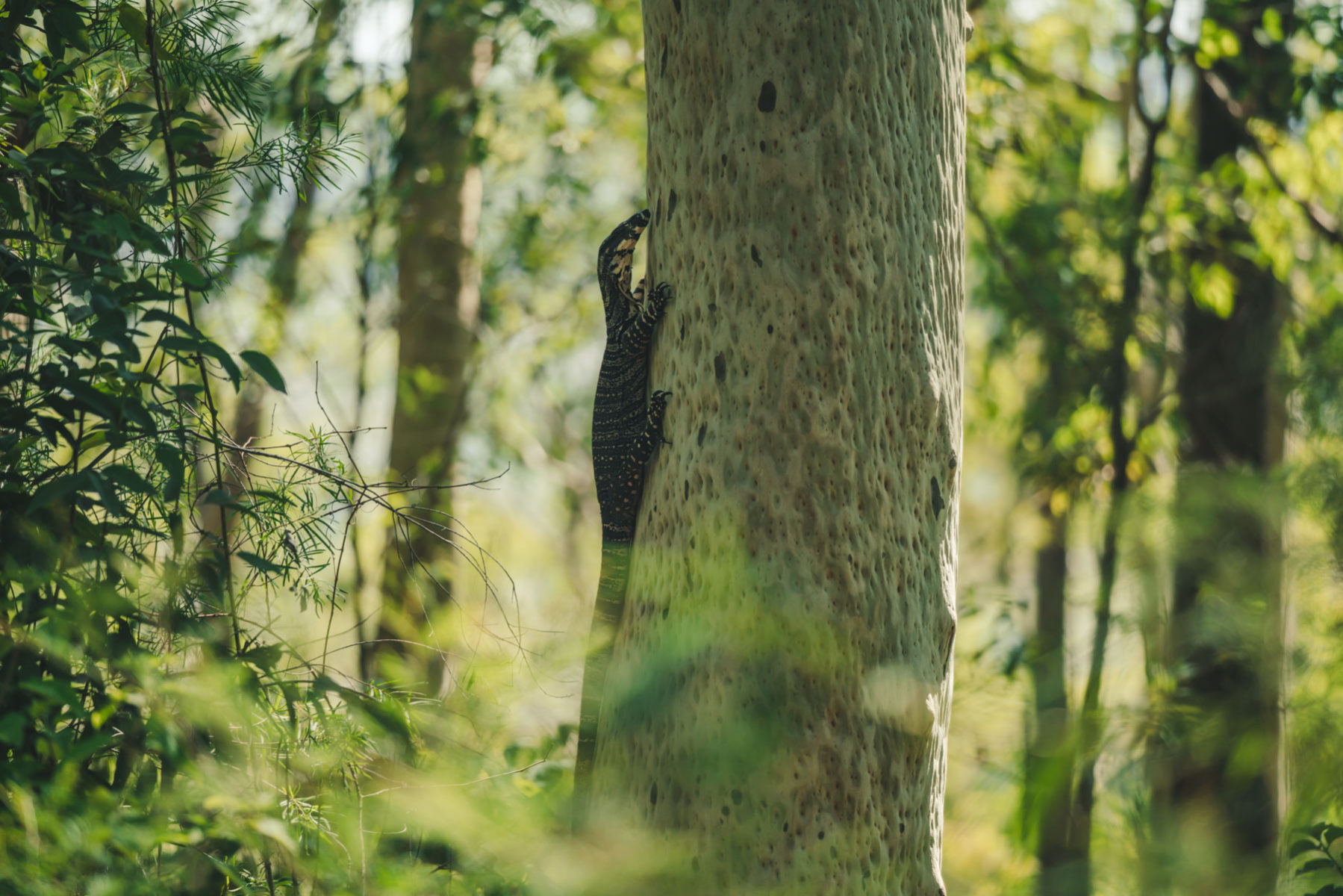 Mission Impassable: Dungog