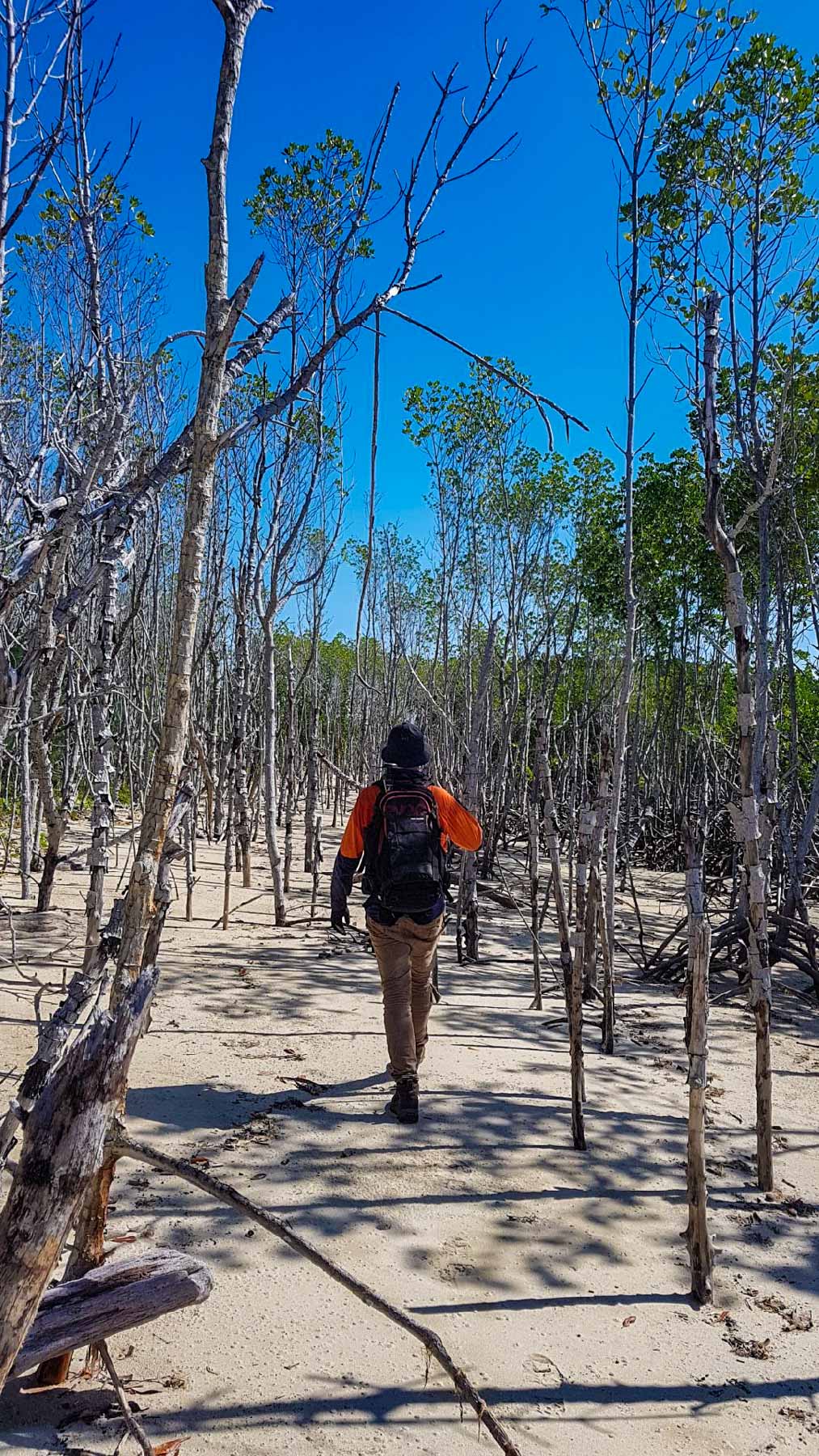 What's Up With The Wangetti Trail - Palm Cove to Port Douglas, QLD