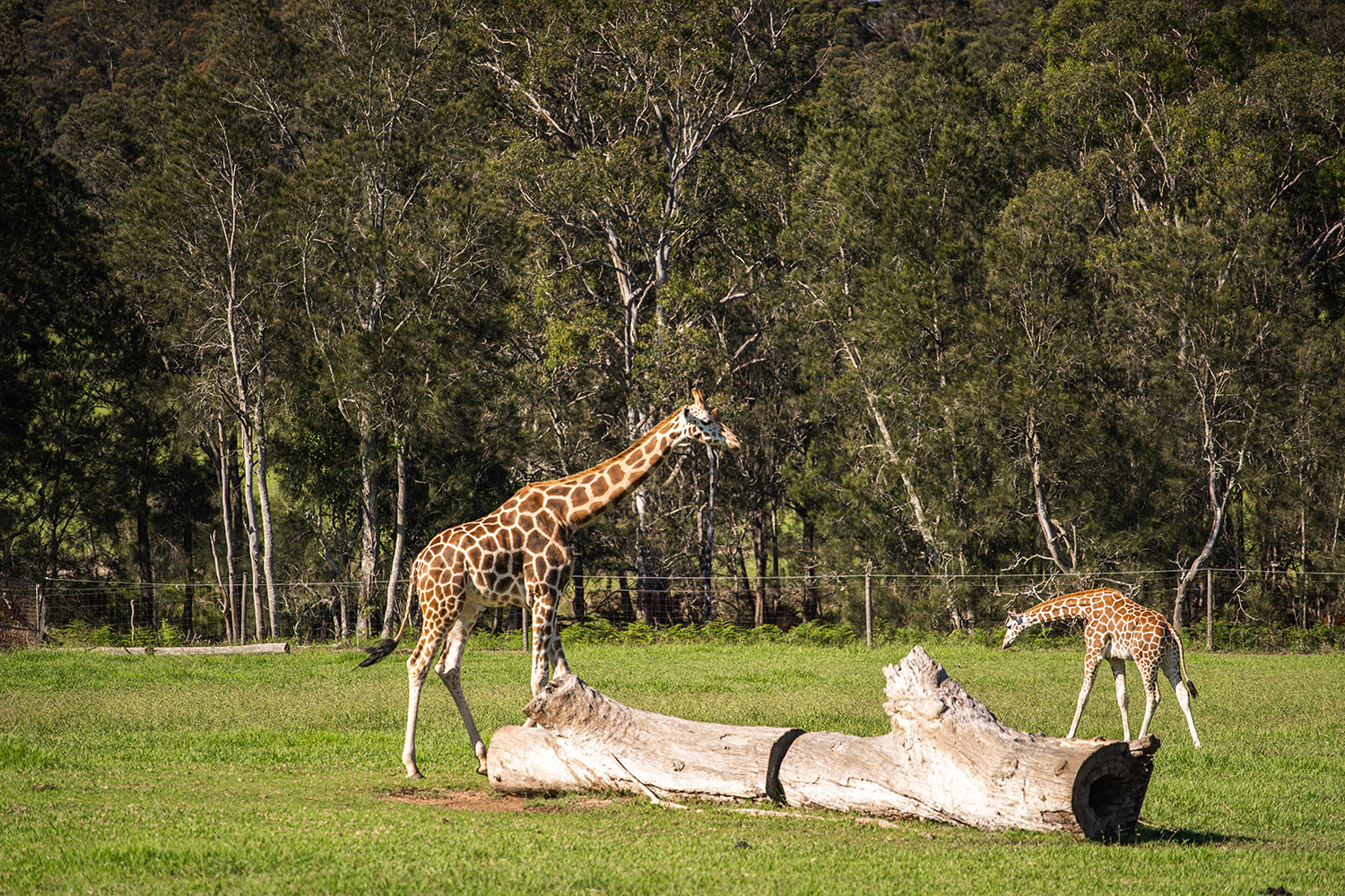 Mogo is slated for 155km of new and upgraded trails | Flow Mountain Bike