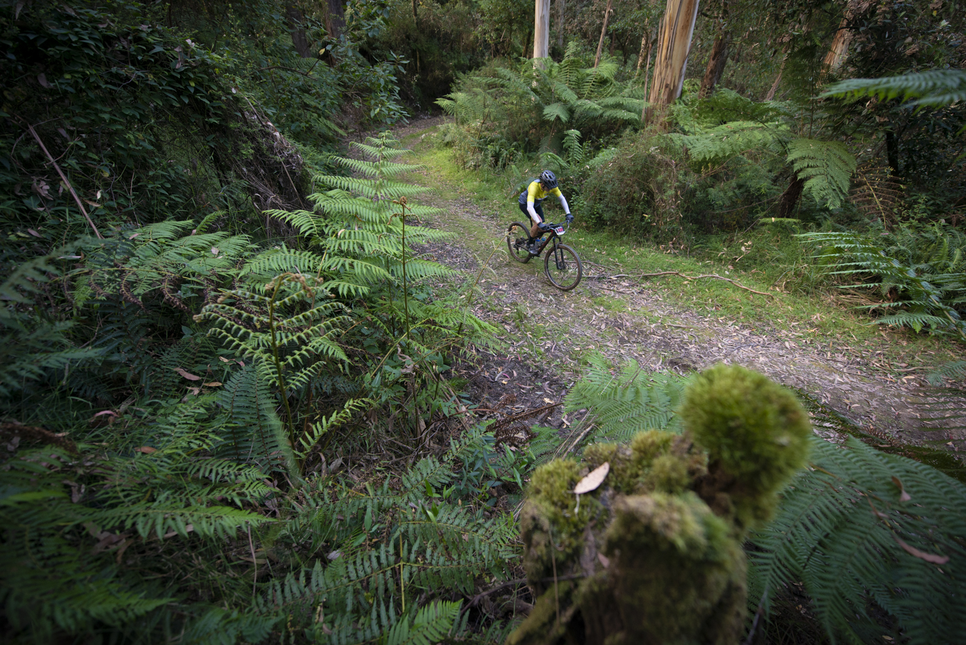 Forrest gets a facelift, upgrades and new trails for the Otways | Flow ...