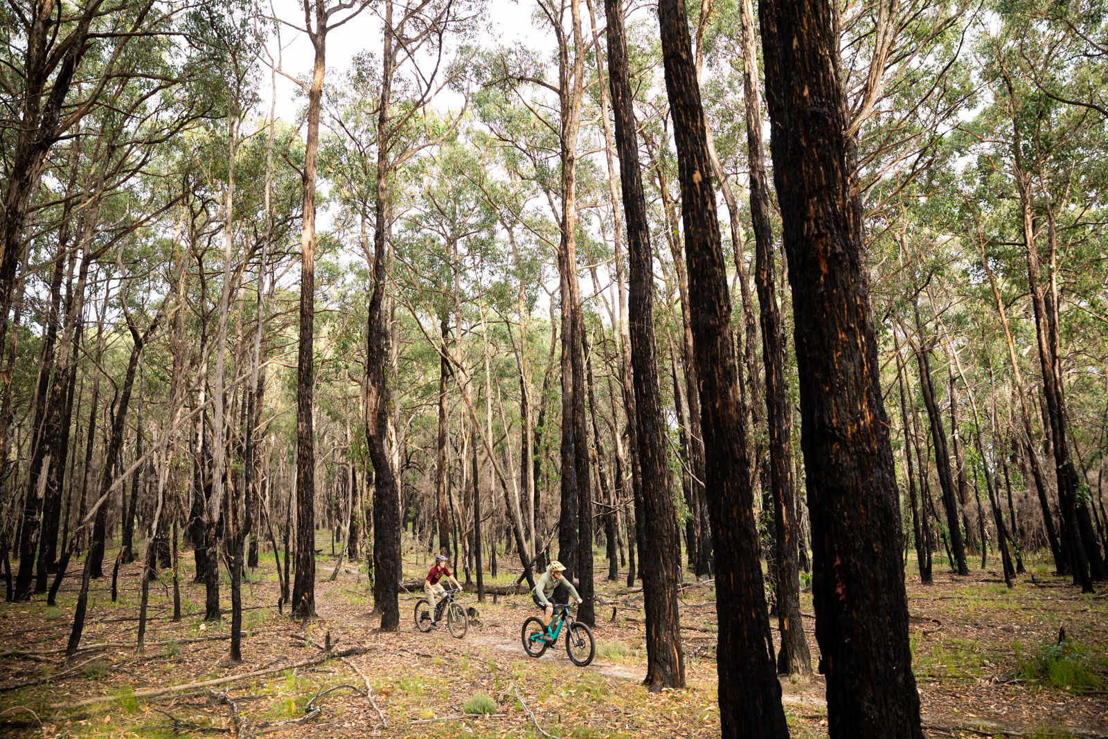 Forrest Mountain Bike Trails | Complete guide | Flow Mountain Bike