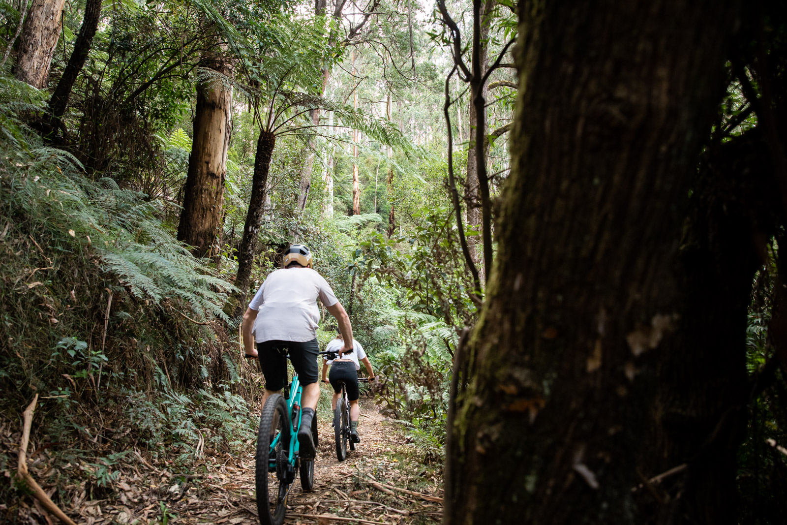 Forrest Mountain Bike Trails | Complete guide | Flow Mountain Bike