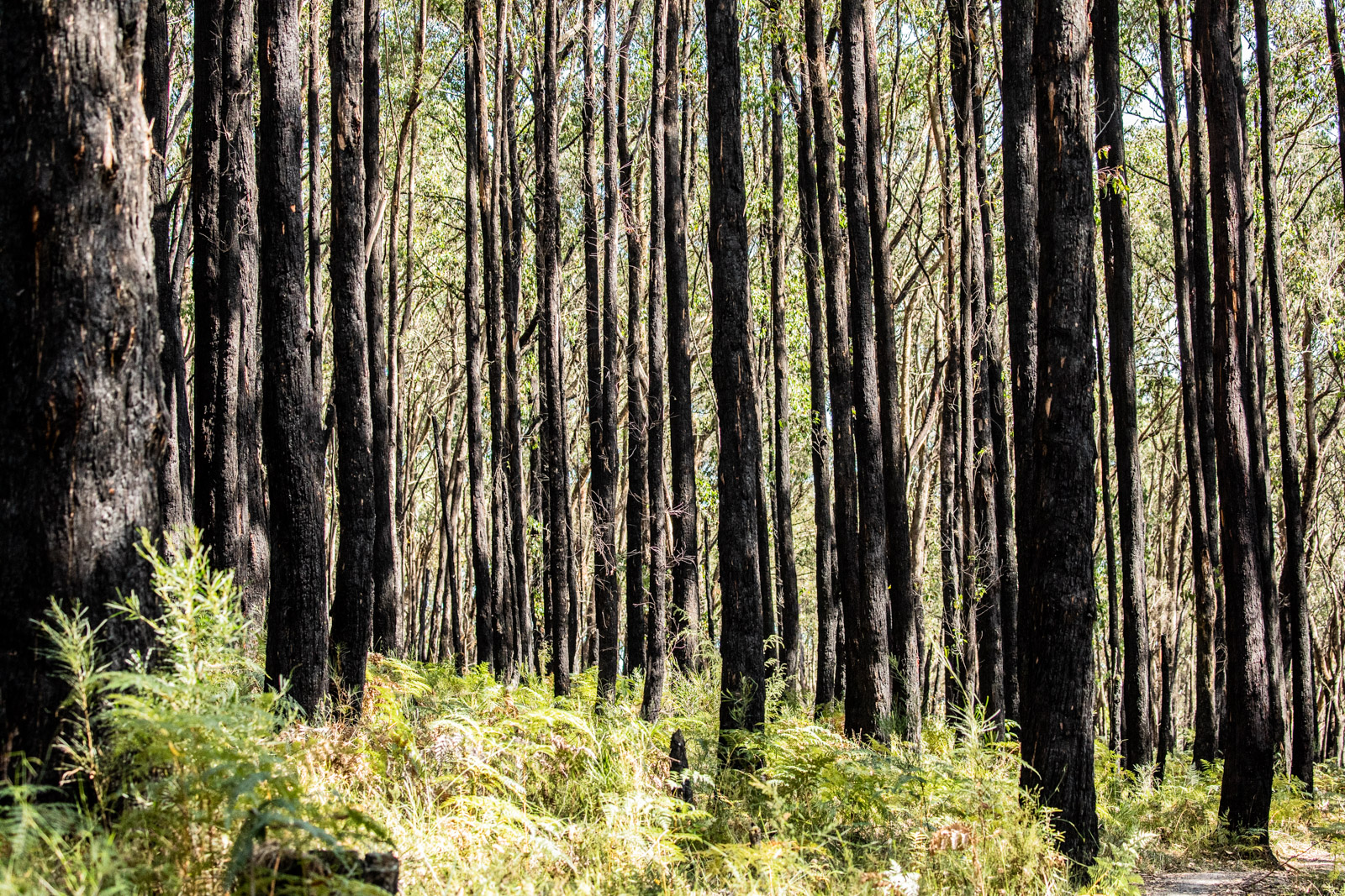 Lush & Loose | Forrest is back with some new tricks