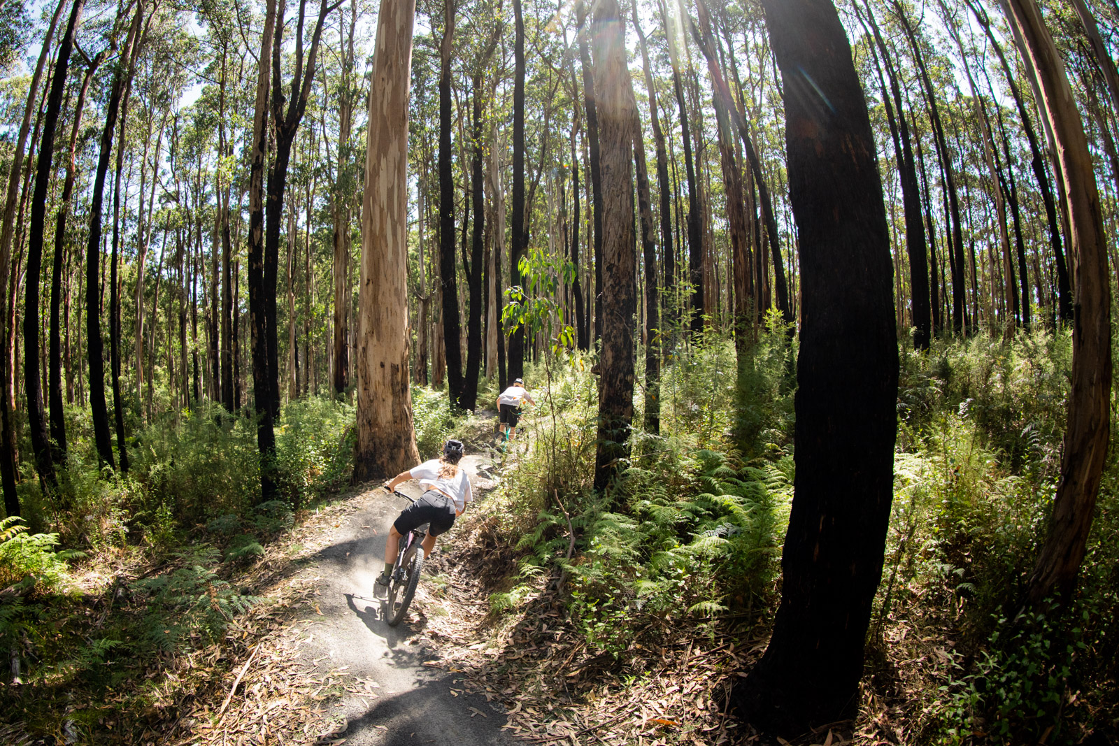 Lush & Loose | Forrest is back with some new tricks