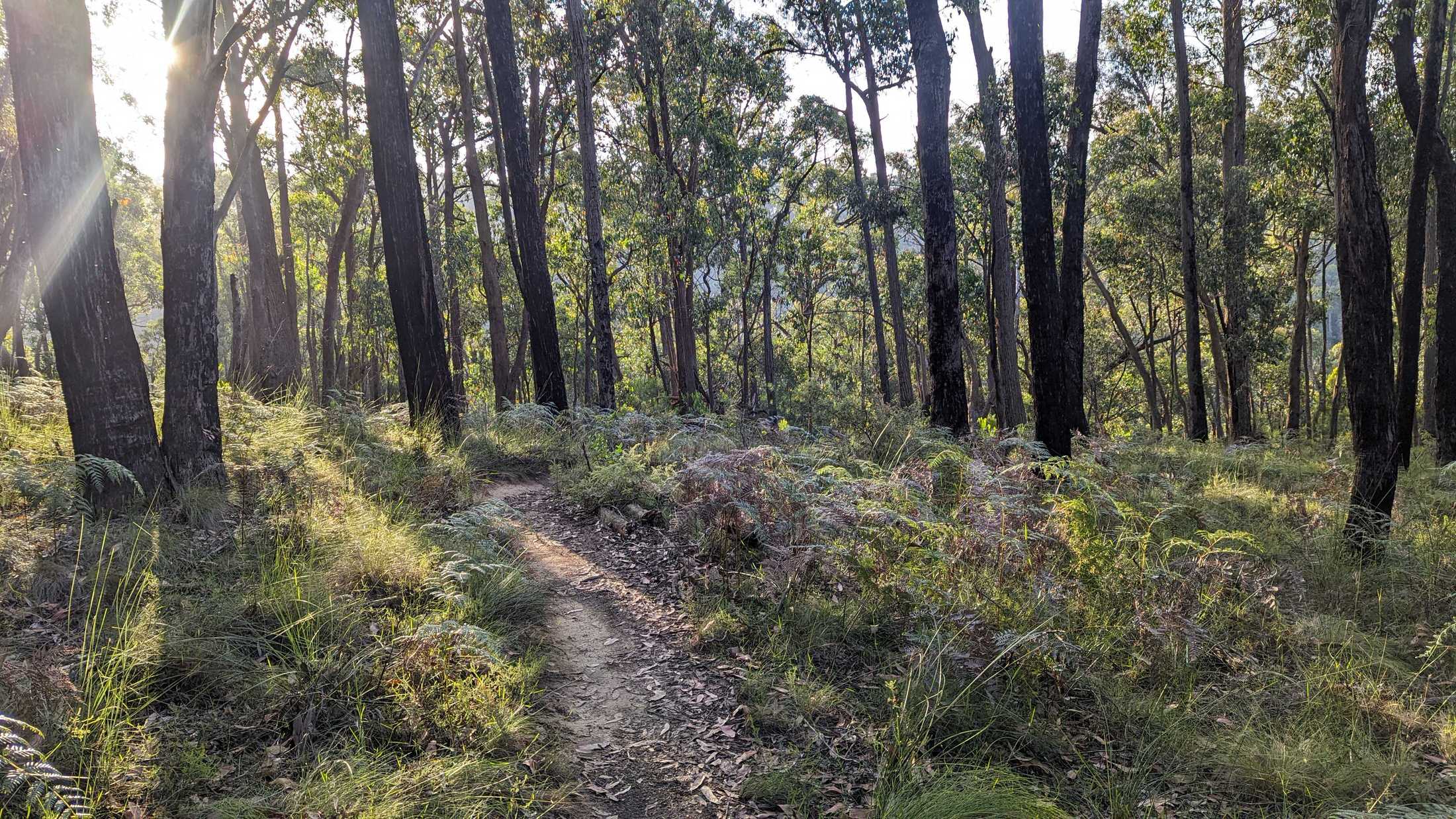 Best mountain bike trails near Melbourne, Victoria