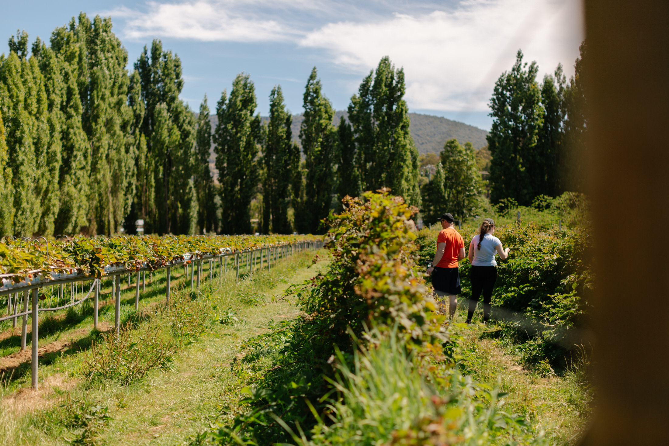 The best things to do around Maydena